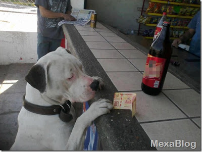 BLOG ESCOMBRISMO: PERRO COMPRA SU CAGUAMA, IMAGEN RELIGIOSA DEL MOUSTRO ...