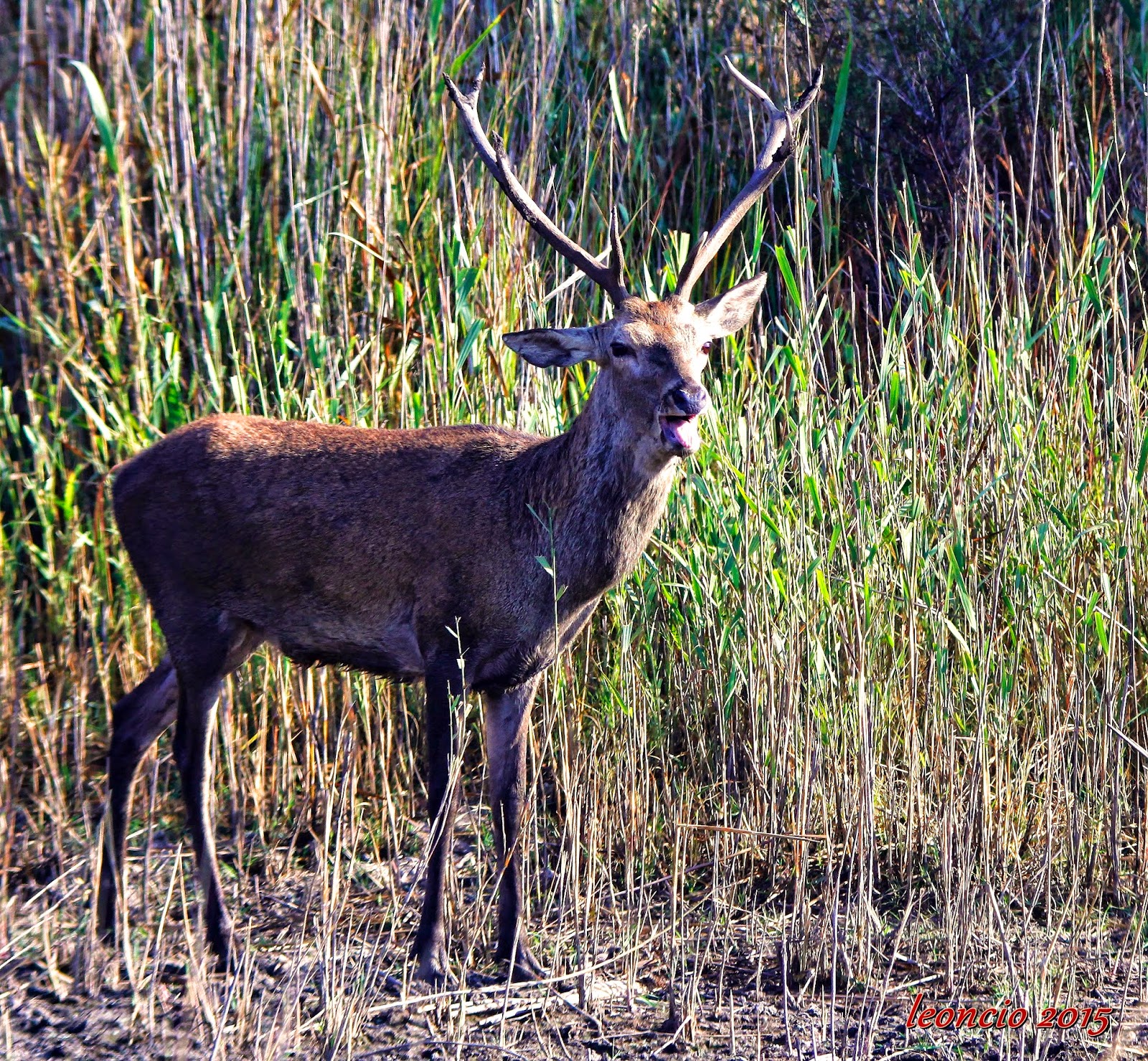 FOTOGRAFÍA Y NATURALEZA EN ANDALUCÍA: DIGISCOPING,CIERVO COMÚN ( cervus ...