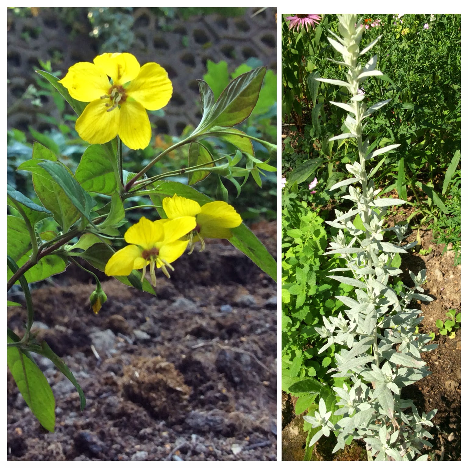 Matleenan blogi: Miten tunnistan kasveja?