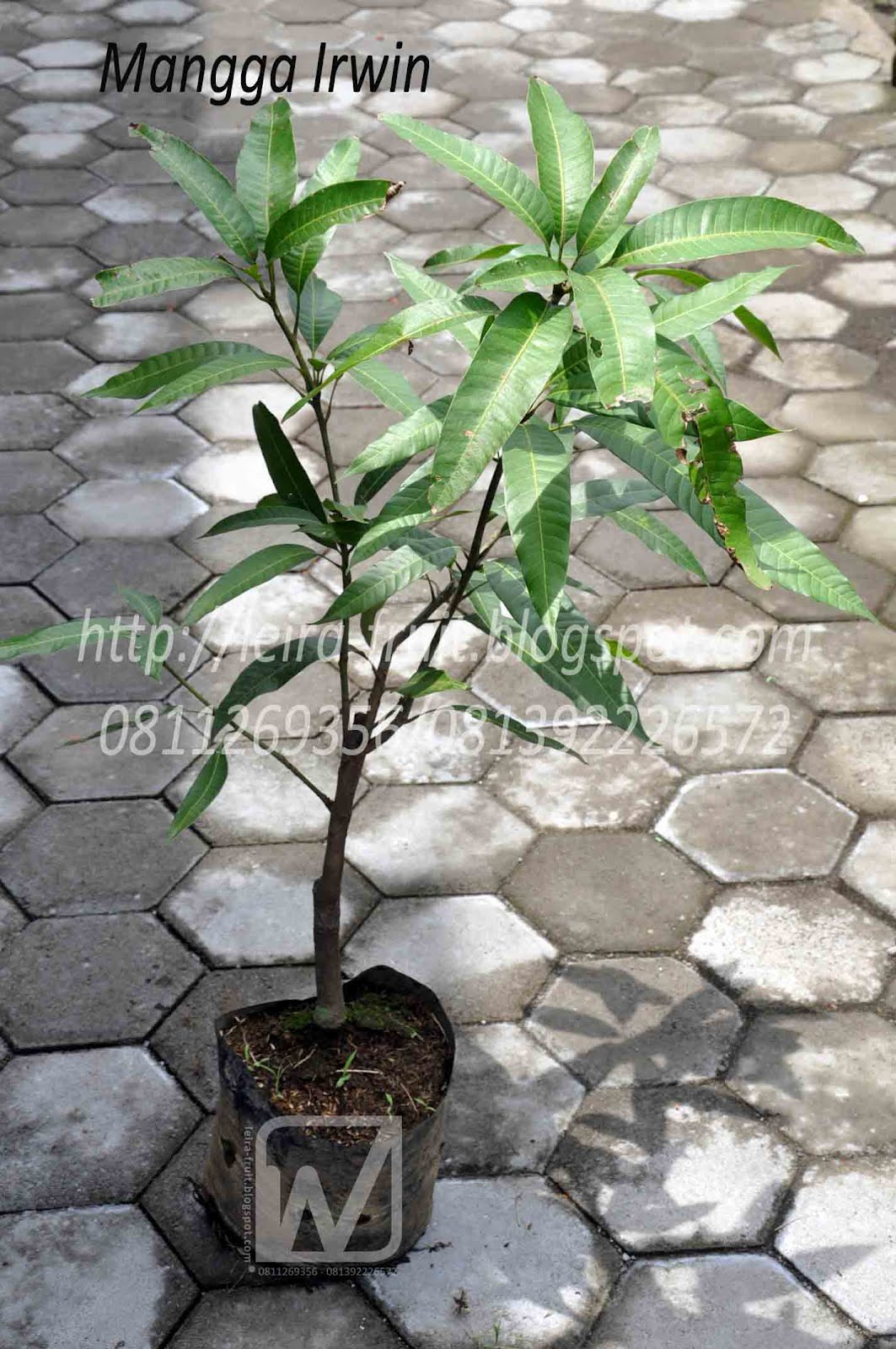 Varietas Mangga | Buah mangga