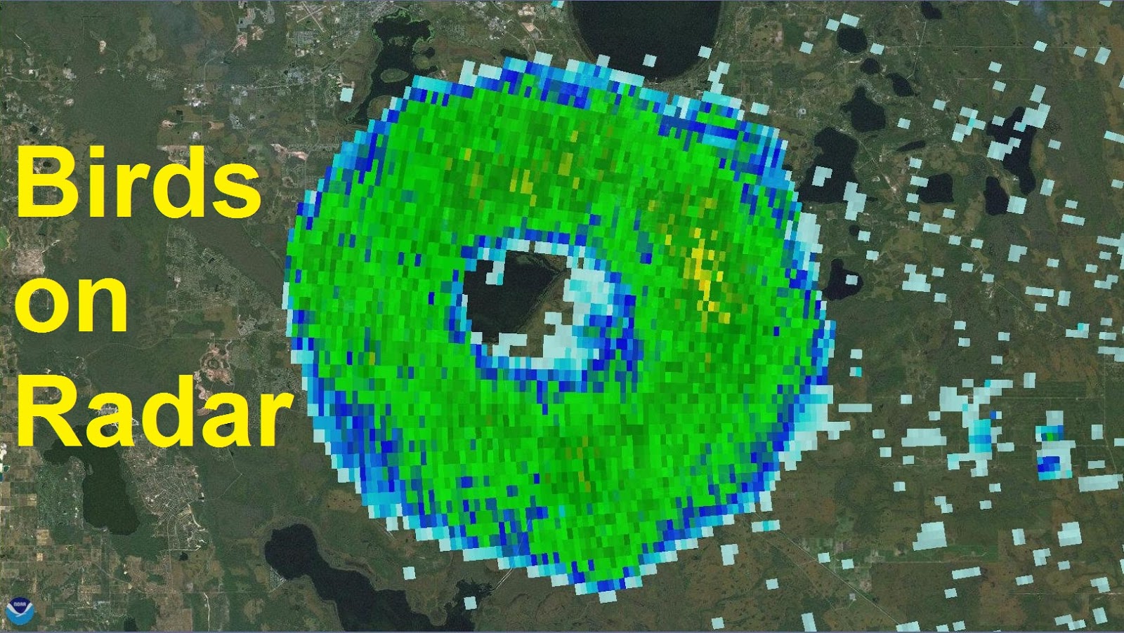 Backyard Birding....and Nature: December 2016