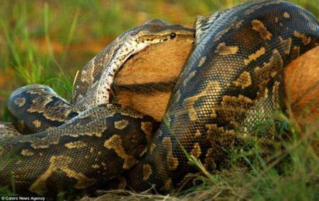 FOTO MENCENGANGKAN, BAGAIMANA ULAR PYTHON AFRIKA MEMANGSA KIJANG ...