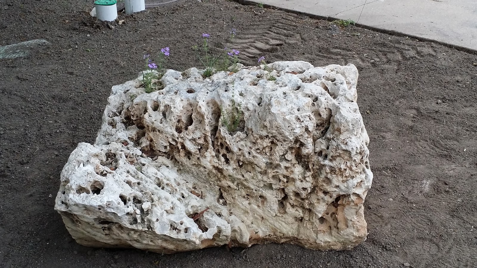 The Inquisitive Magpie: Rock n' Rollin in Austin TX