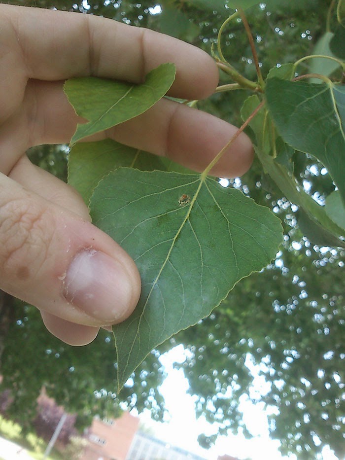 Badia Verde: Alamo negro, Chopo común, Chopo negro (Populus nigra L.)