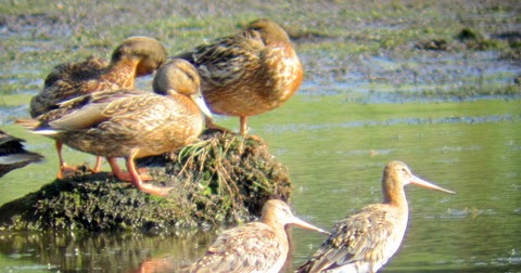 Birds2blog: Bogey Bird.