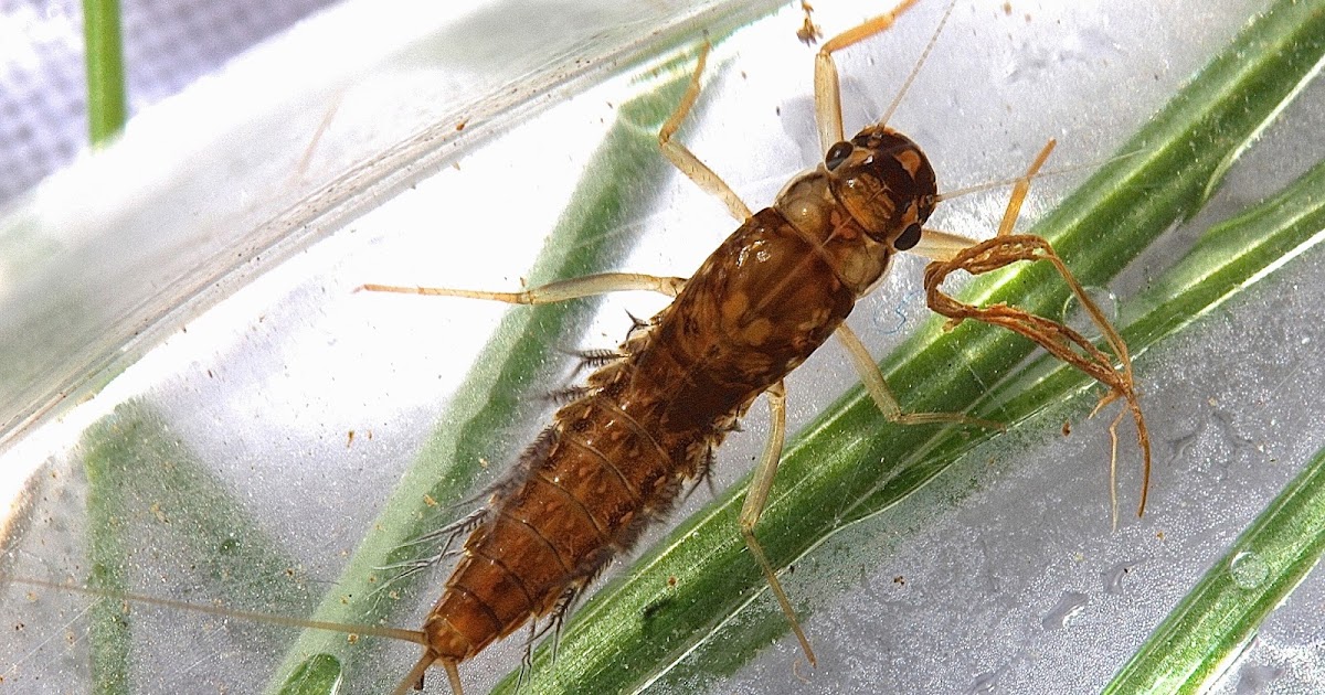 Aquatic Insects of Central Virginia: The "Blue Quills" -- Pronggilled ...