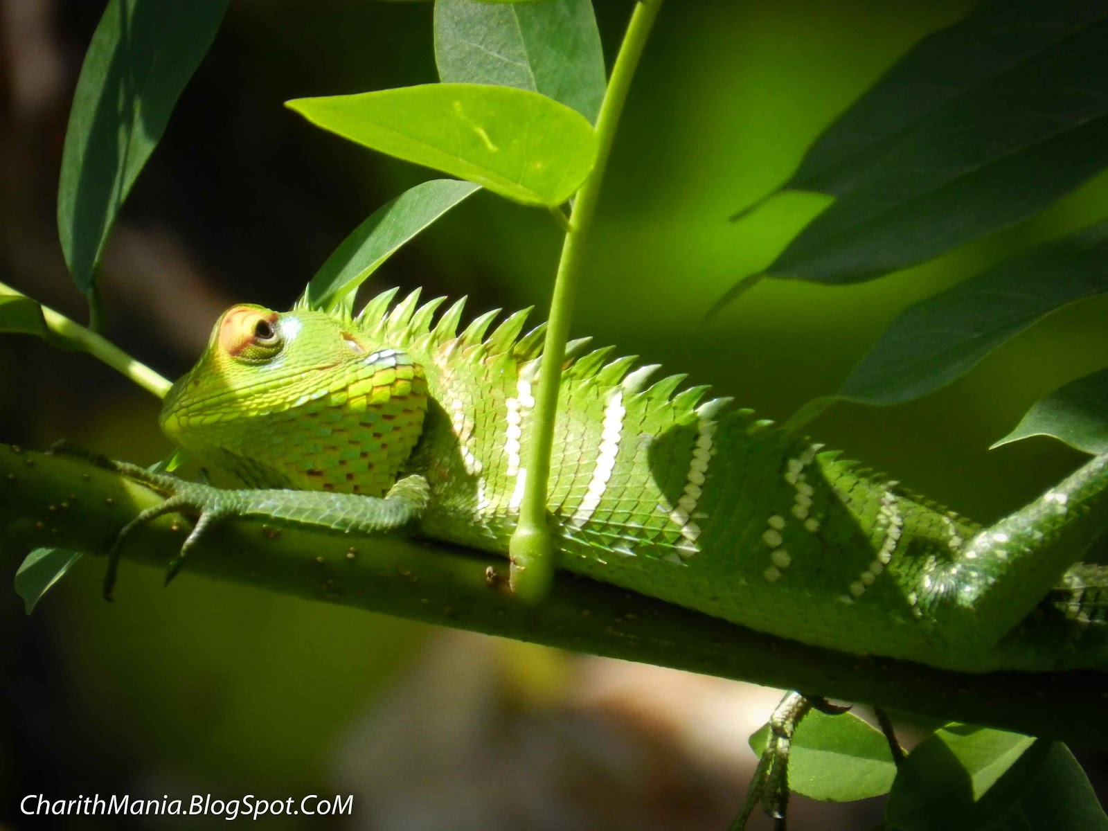 CharithMania: Garden Lizard ( Katussa ) Sri Lanka