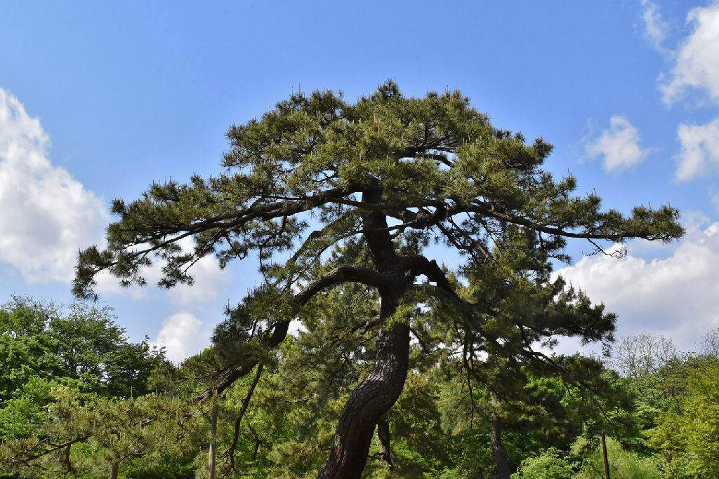 Garden trees in Japan: Black pine (Kuro-matsu)