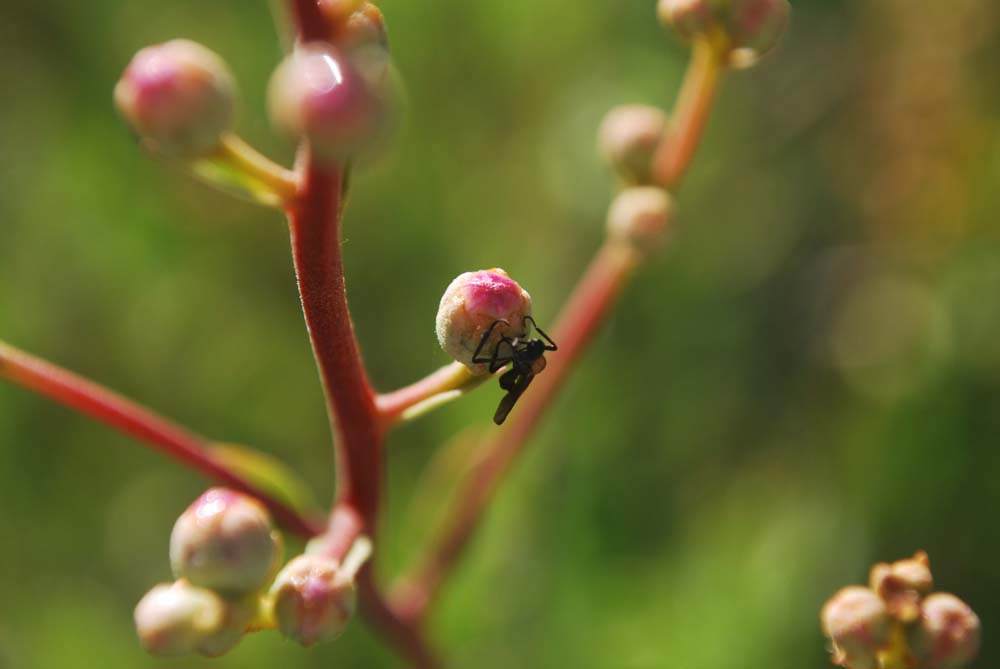 Space Coast Wildflowers: Malabar Scrub Sanctuary & Three Forks Marsh ...