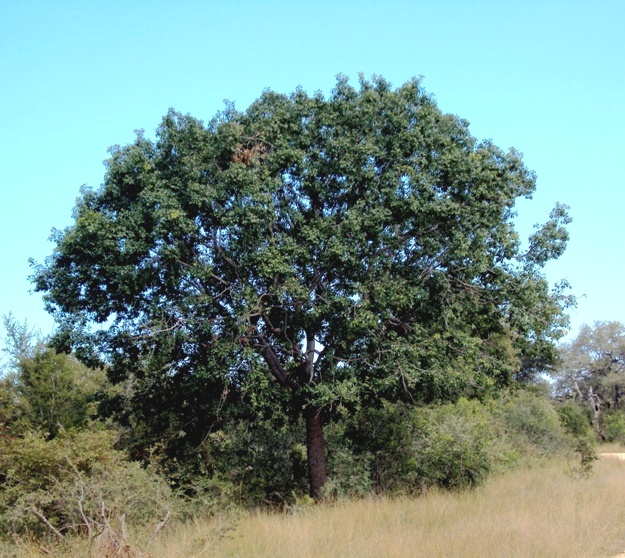 Thabiso: Red Ivory (Berchemia zeyheri)