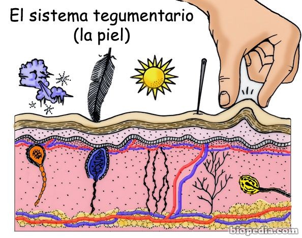 Sistema Tegumentario