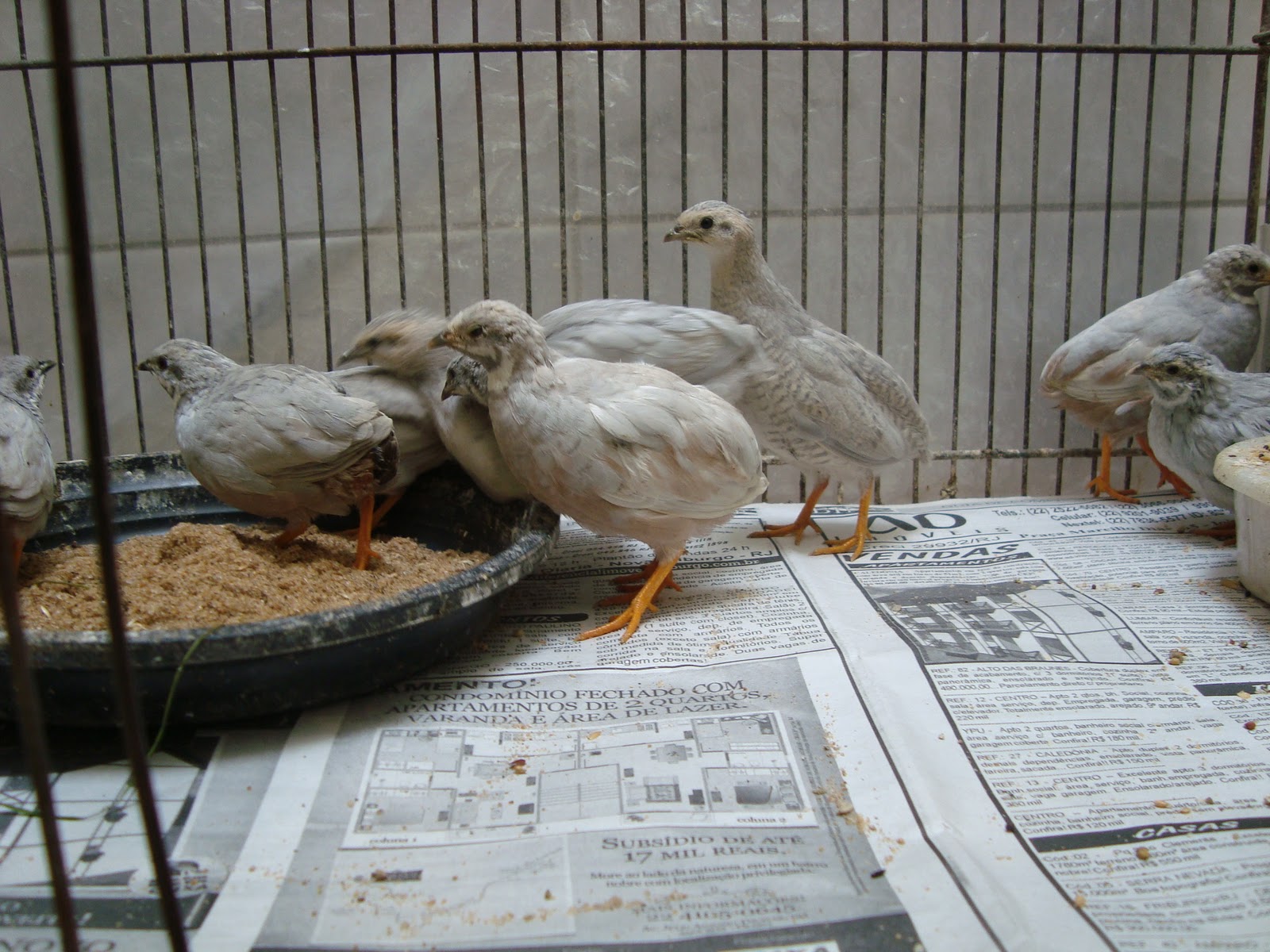 codorna chinesa: Codorna Chinesa Blue Face , Cinnamon (Canela) , Silver ...