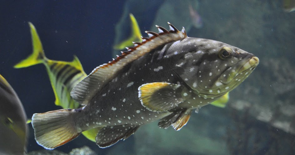 ZOOTOGRAFIANDO (6.100 ANIMALS): CABRILLA PIEDRA (Epinephelus labriformis)