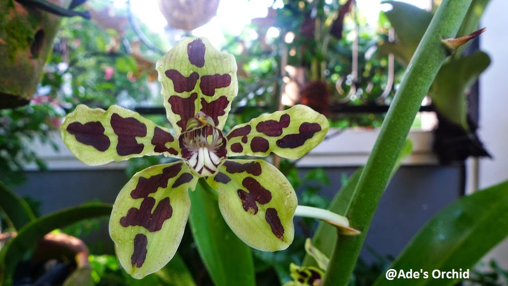 Ade's Orchid: Grammatophyllum scriptum