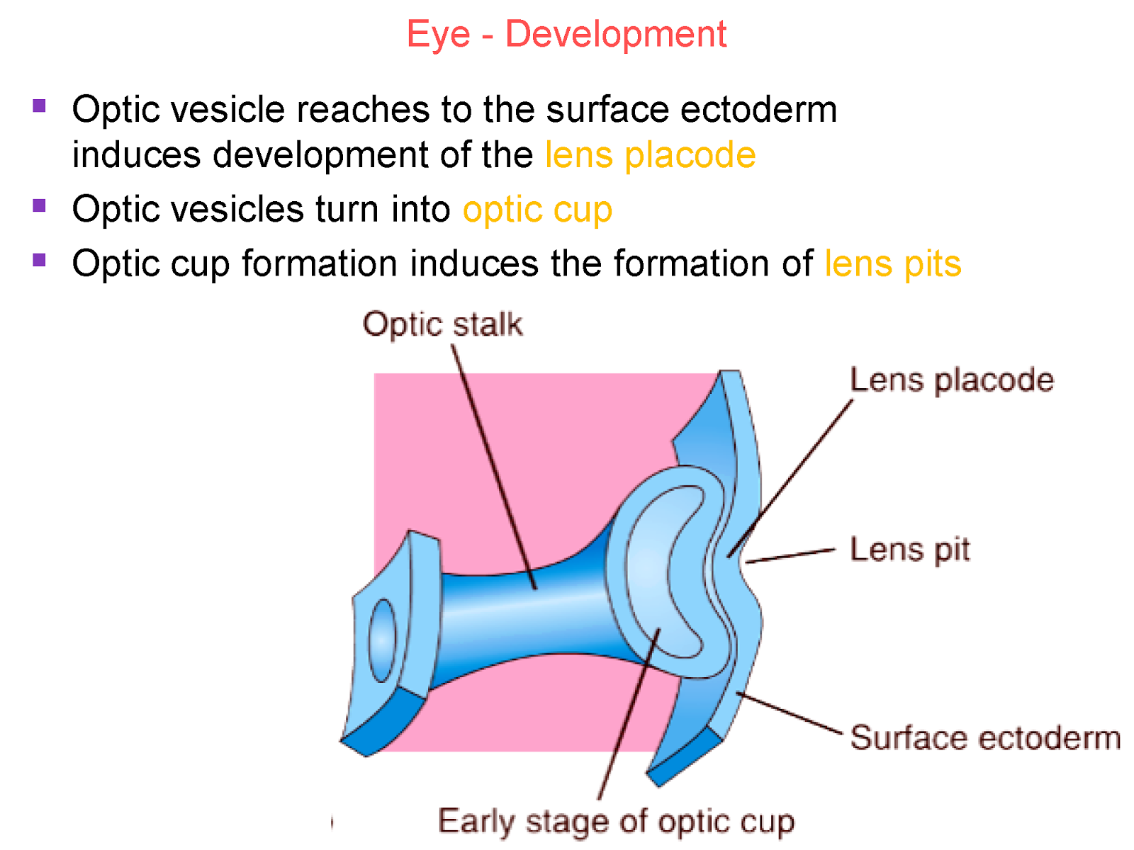 histoloji-embriyoloji notlarım: DEVELOPMENT OF THE EYE
