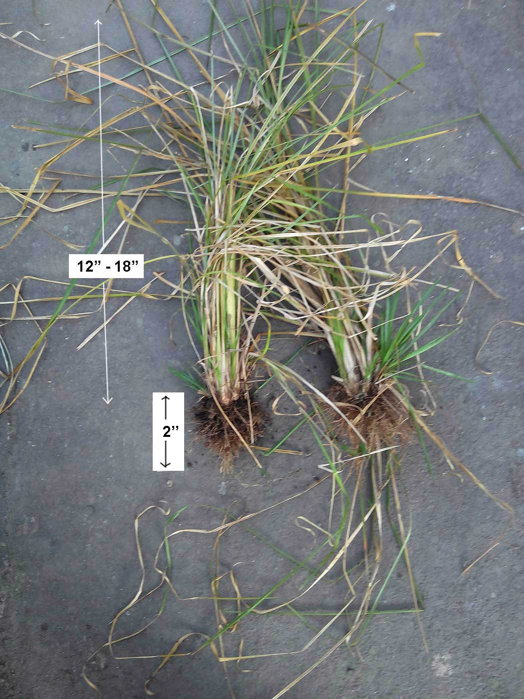 Visions of Hell: Vetiver grass for soil erosion control : our experience