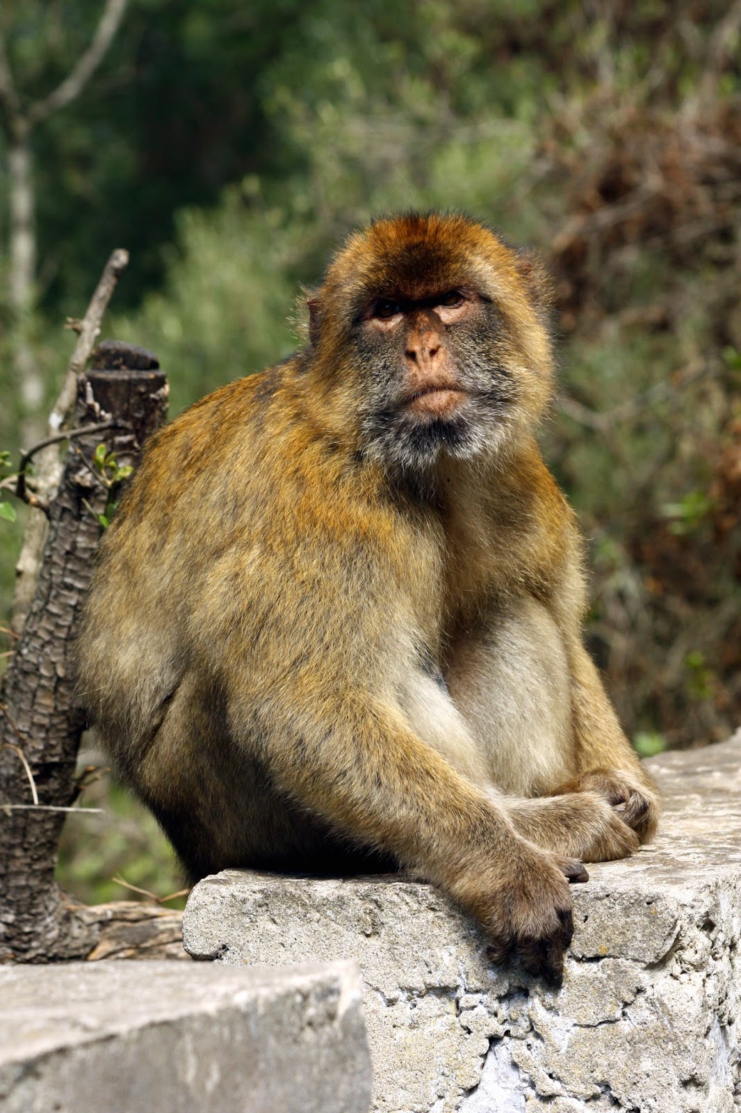 Zielony do boolu: Makaki JEJ KROLEWSKIEJ MOŚCI :-)