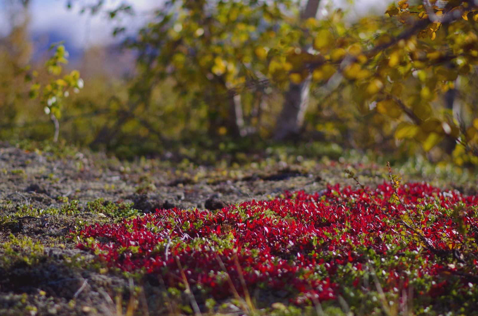 rohelisemrohi: Norra 2.0: Lofoodid (kuidas me jälle üle 3000 km maha ...