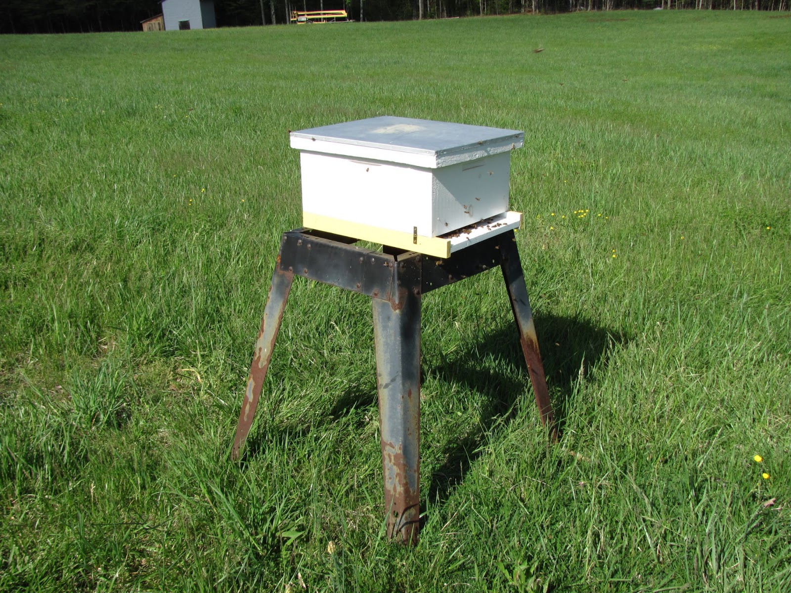 Aspen Honey Bees: Honey bee swarm box