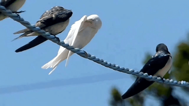 Mengenal Burung Walet - Manyasah Ilmu