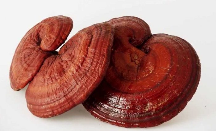SALUD Y VIDA: GANODERMA