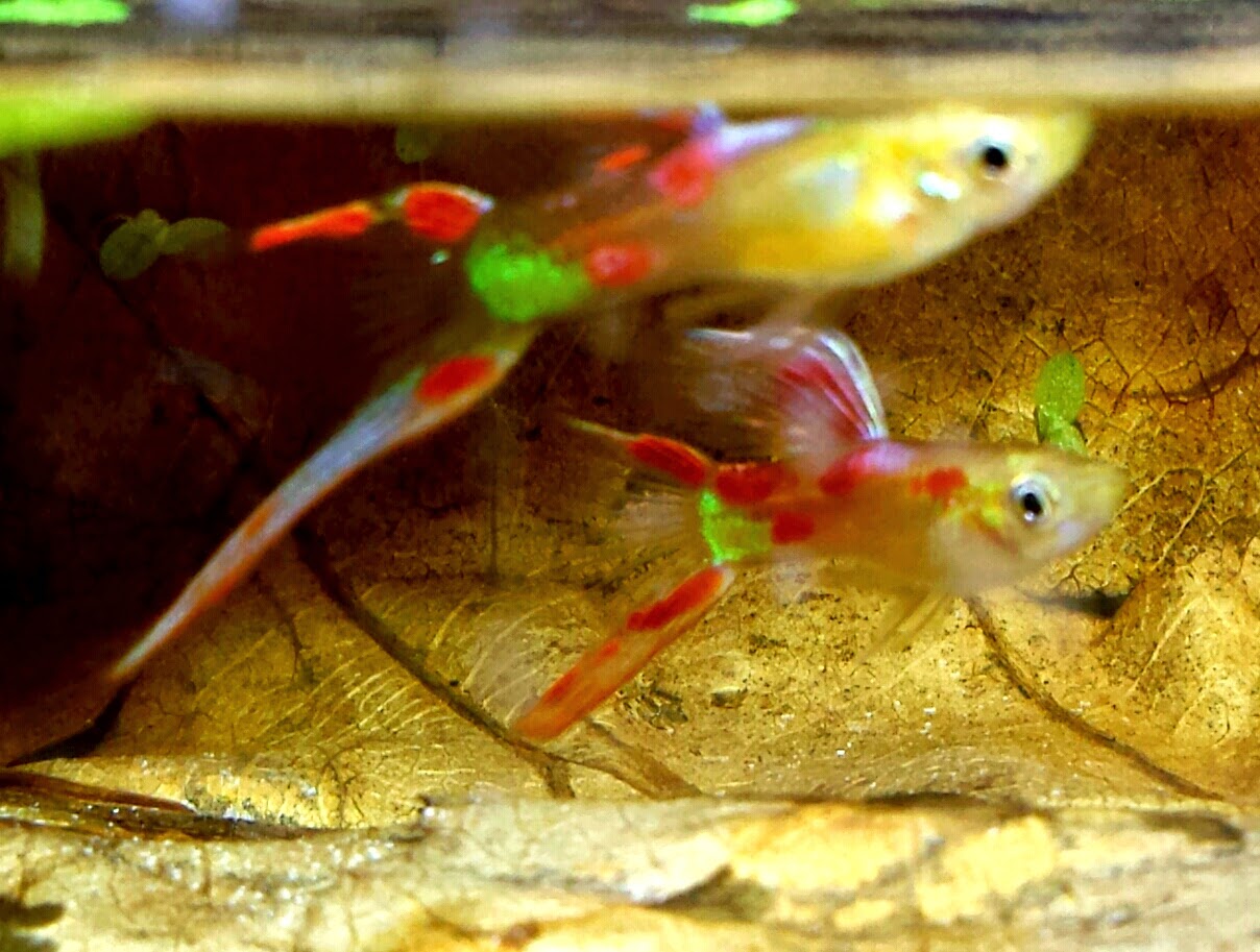 ENDLER POECILIA WINGEI Livebearers Cumana Area @endlerpoeciliawingei ...
