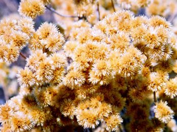 A tradição da colheita da macela