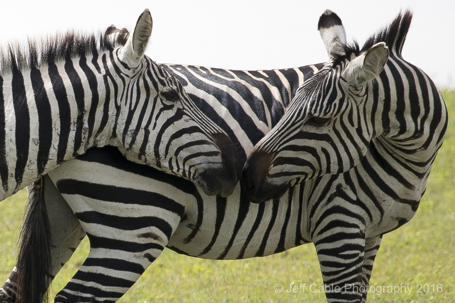 Jeff Cable's Blog: Happy Valentines Day (Images of love from the ...