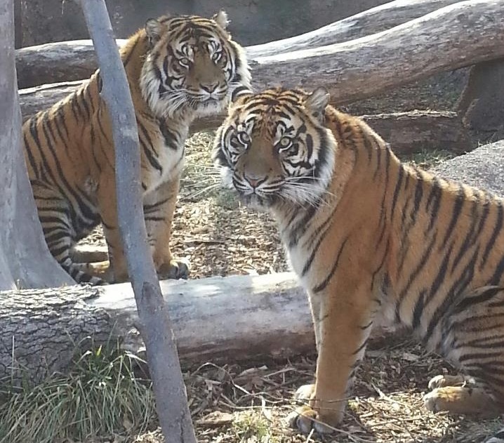 Update on Jingga the Sumatran Tiger