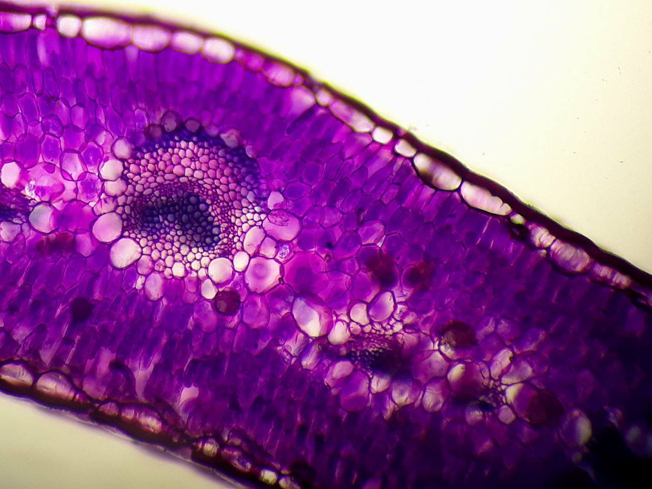 CORTE TRANSVERSAL DE HOJAS