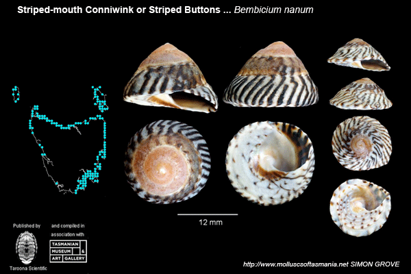 Lola Greeno's maireener workshop: The Shells