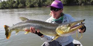 VIDA & MAGIA: Peixes de água doce do Brasil - Bicuda (Boulengerella ...