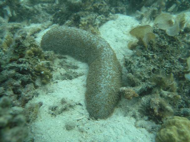 Keajaiban Dunia Laut dan Ikan: Jenis-Jenis Terumbu Karang