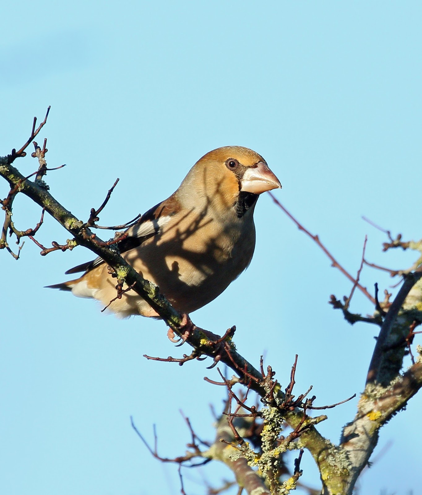MONTGOMERYSHIRE BIRDS: Powis Park