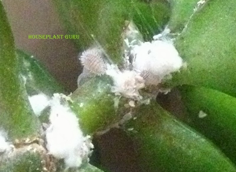 White Sticky Stuff On Plants - Plant Ideas