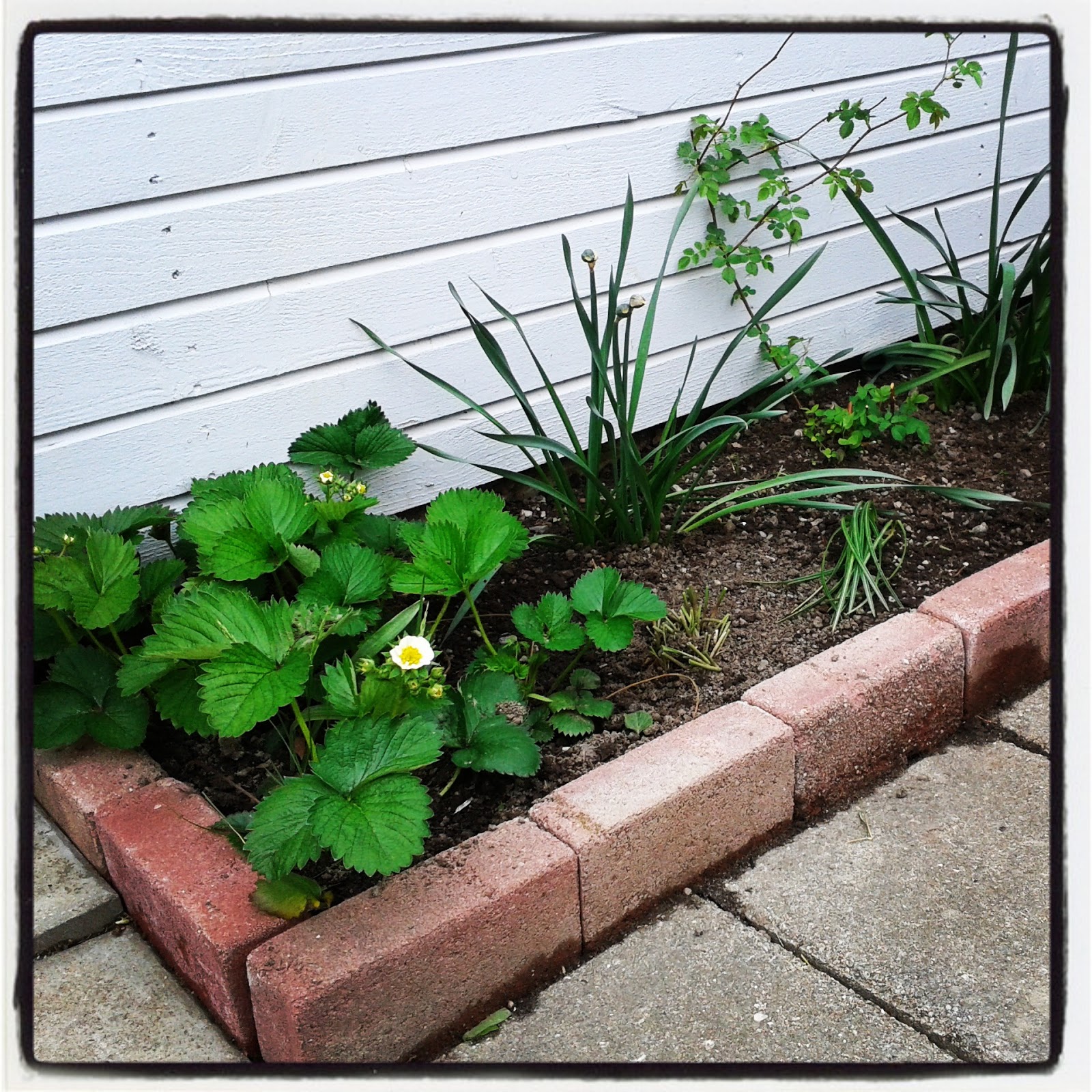 JH kreativitet & skapande!: Kantsten och plattor och rabatter!