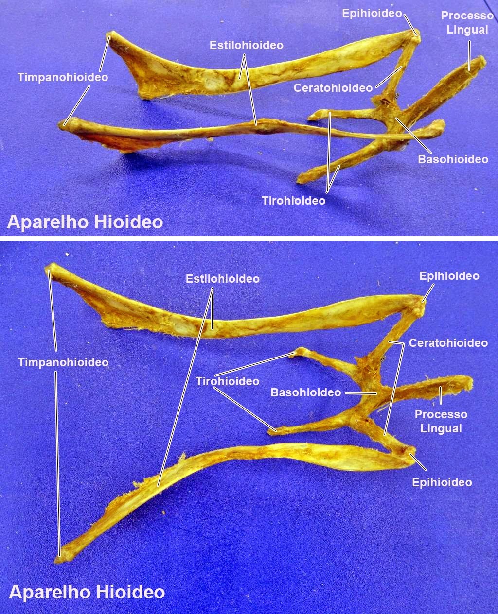 Aulas - Laboratorio de Anatomia e Fisiologia Animal - LAFA