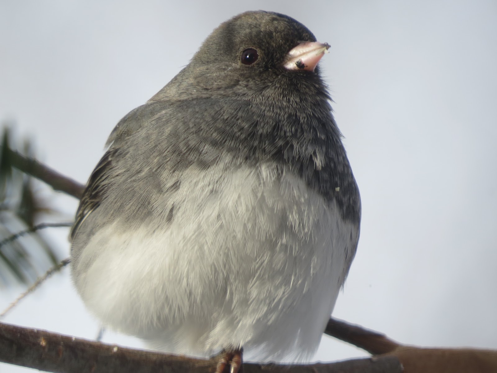 Vermont Birds and Words : Birds of the Vermont Polar Vortex - Jericho ...