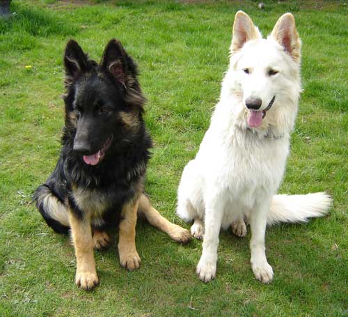 Silverback german shepherd puppies for sale or adoption - natery