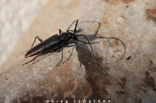 Rencontre avec le Grand Capricorne du chêne ~ FontaineBleau Passion