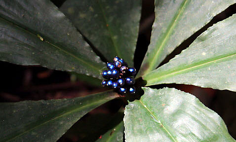 Blog de Medio Ambiente : ¿El ser vivo más brillante de la Tierra ...