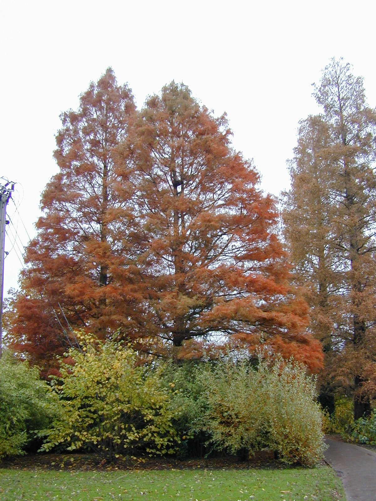 Trees of Santa Cruz County: Taxodium distichum - Bald Cypress