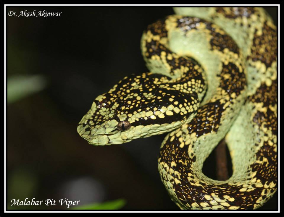 Dr. Akash Akinwar: Amboli Ghat, Biodiversity Hotspot! Amboli - Paradise ...