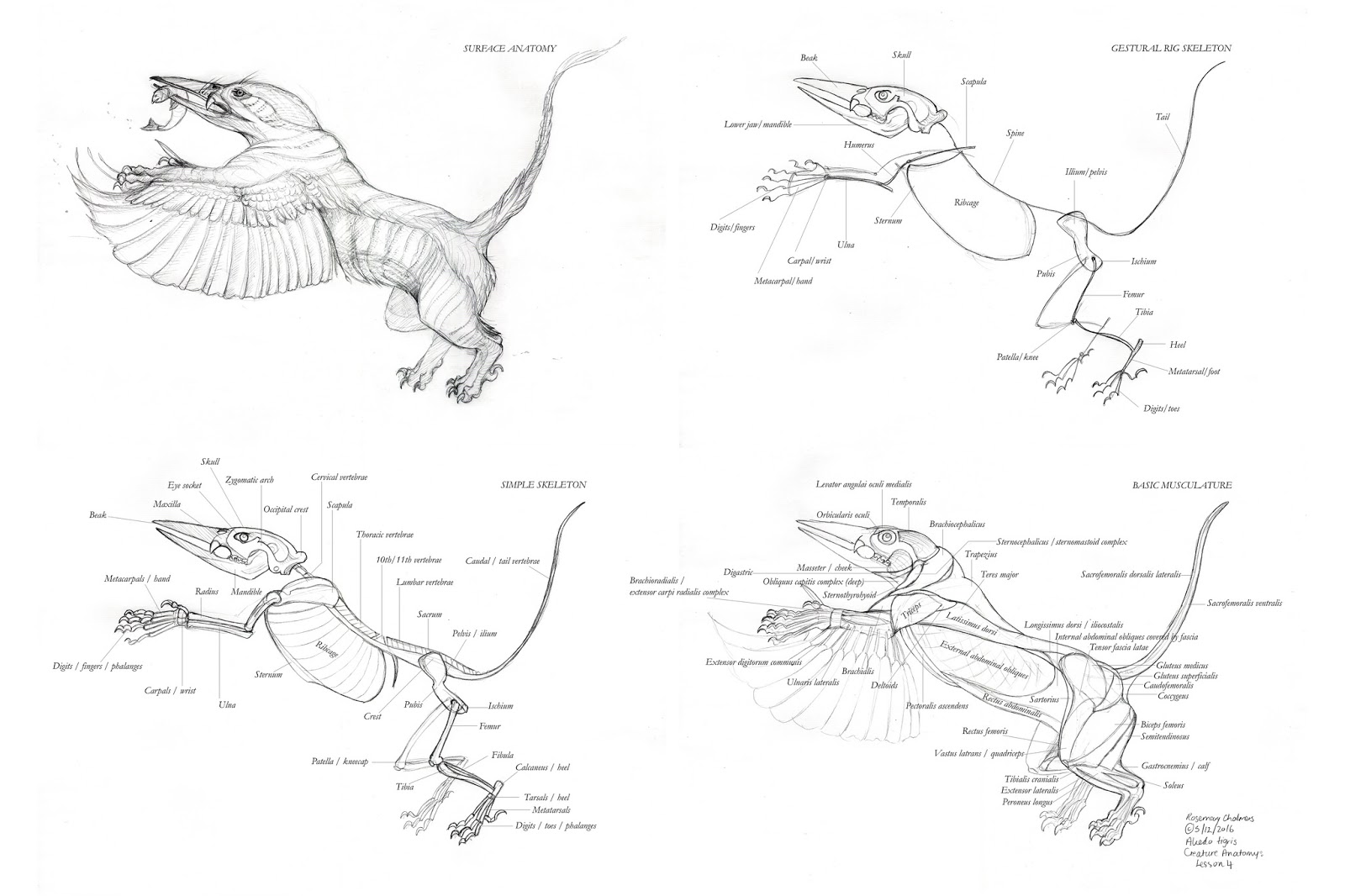 Rosemary Chalmers — concept art and illustration: Creature Anatomy with ...