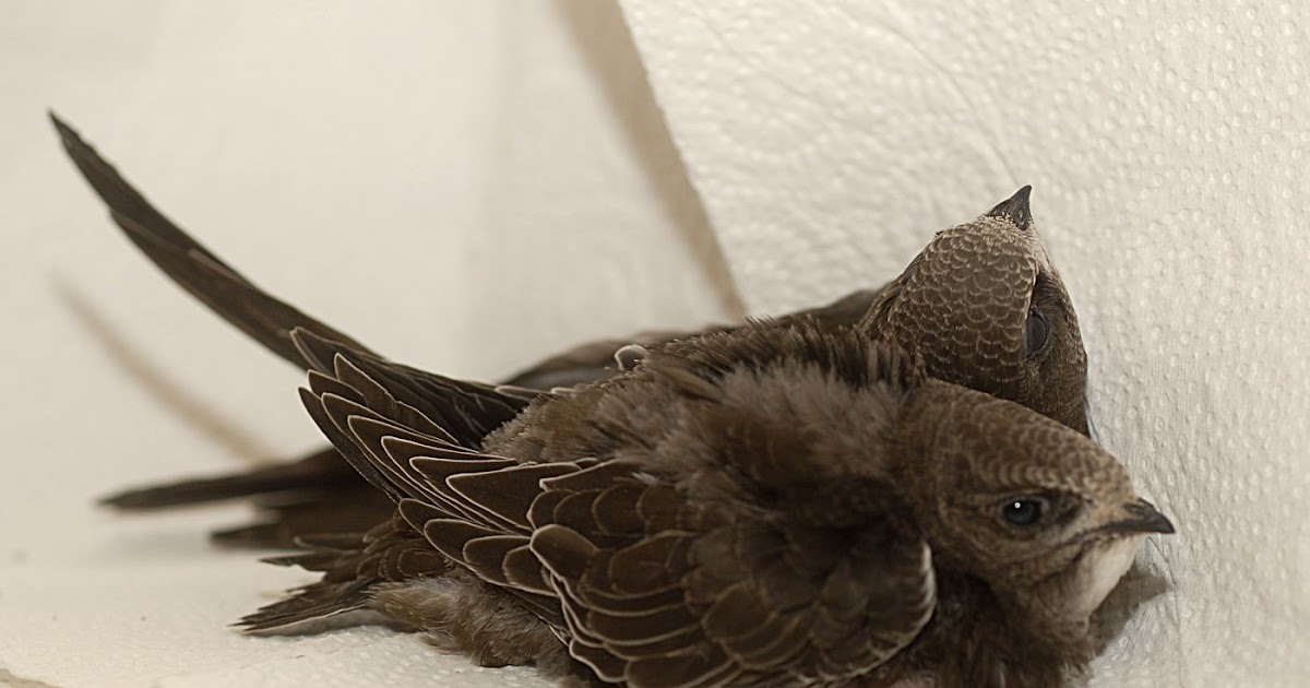 Action for Swifts: If you find a grounded Swift (old)