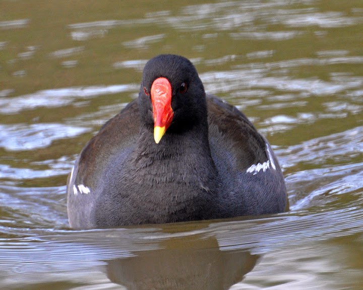 British Birds: British Birds: Moorhens
