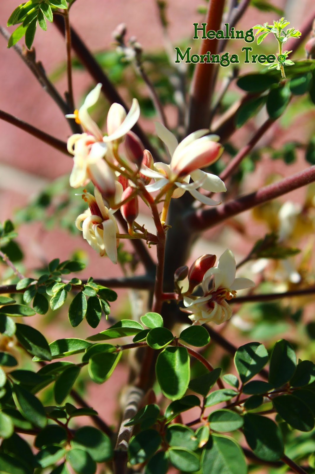 Healing Moringa Tree: Rare California Purple Velvet Moringa Oleifera Tree!