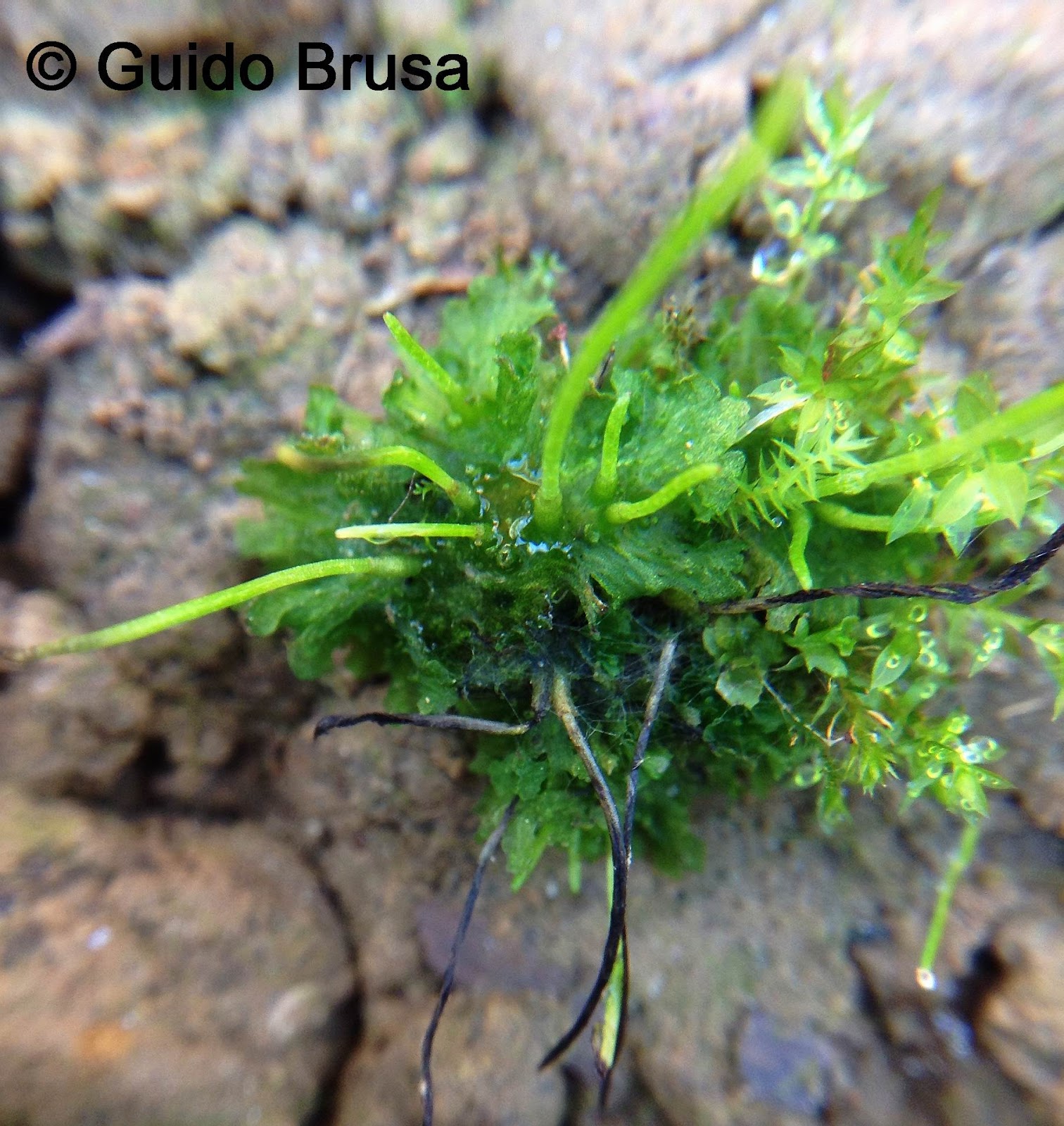 Flora Insubrica: Anthoceros agrestis