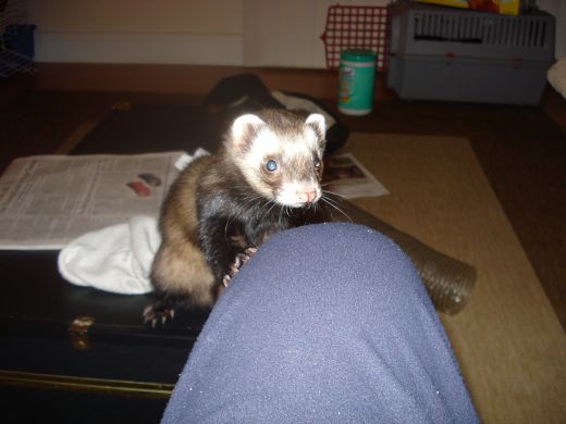 Dihorul: Poze amuzante cu Dihori