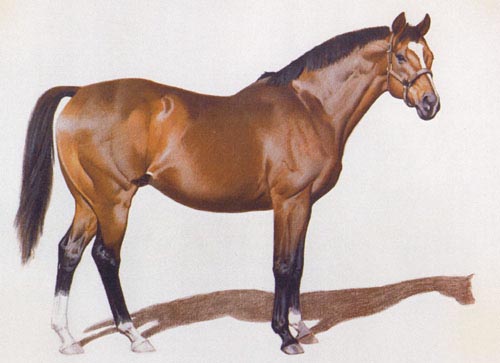 Especialista en Equinos: Northern Dancer ¨Semental de Sementales¨